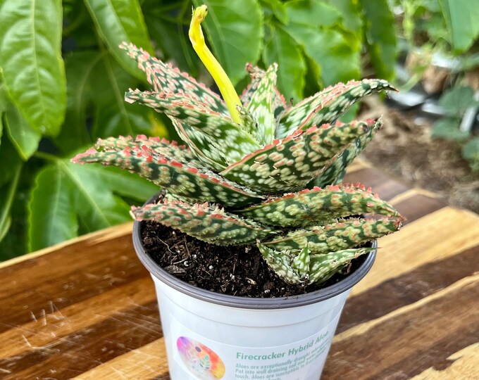 Aloe coral Fire One Plant, Hybrid, Fully Rooted - Etsy