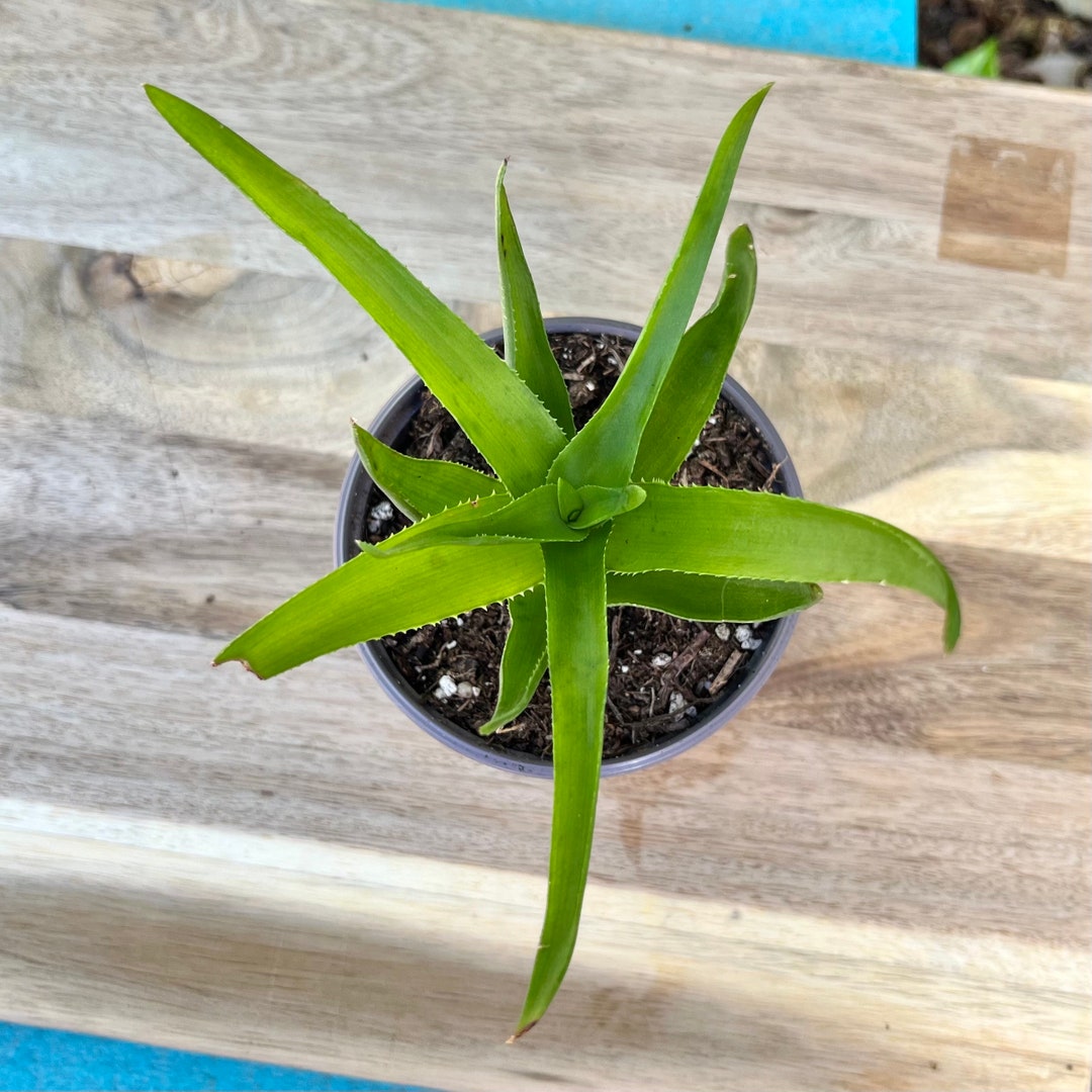 Climbing Aloe X Aloe Ciliaris 1 Live Rare Succulent Plant in 4 Pot ...