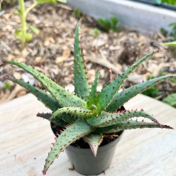 Aloe Hybrid - Etsy
