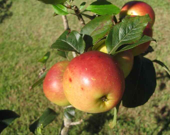 Grow Your Own Multi Fruit Trees Live Cuttings for Planting or Grafting ...