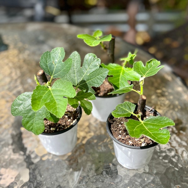 Dwarf Fig Cutting - Etsy