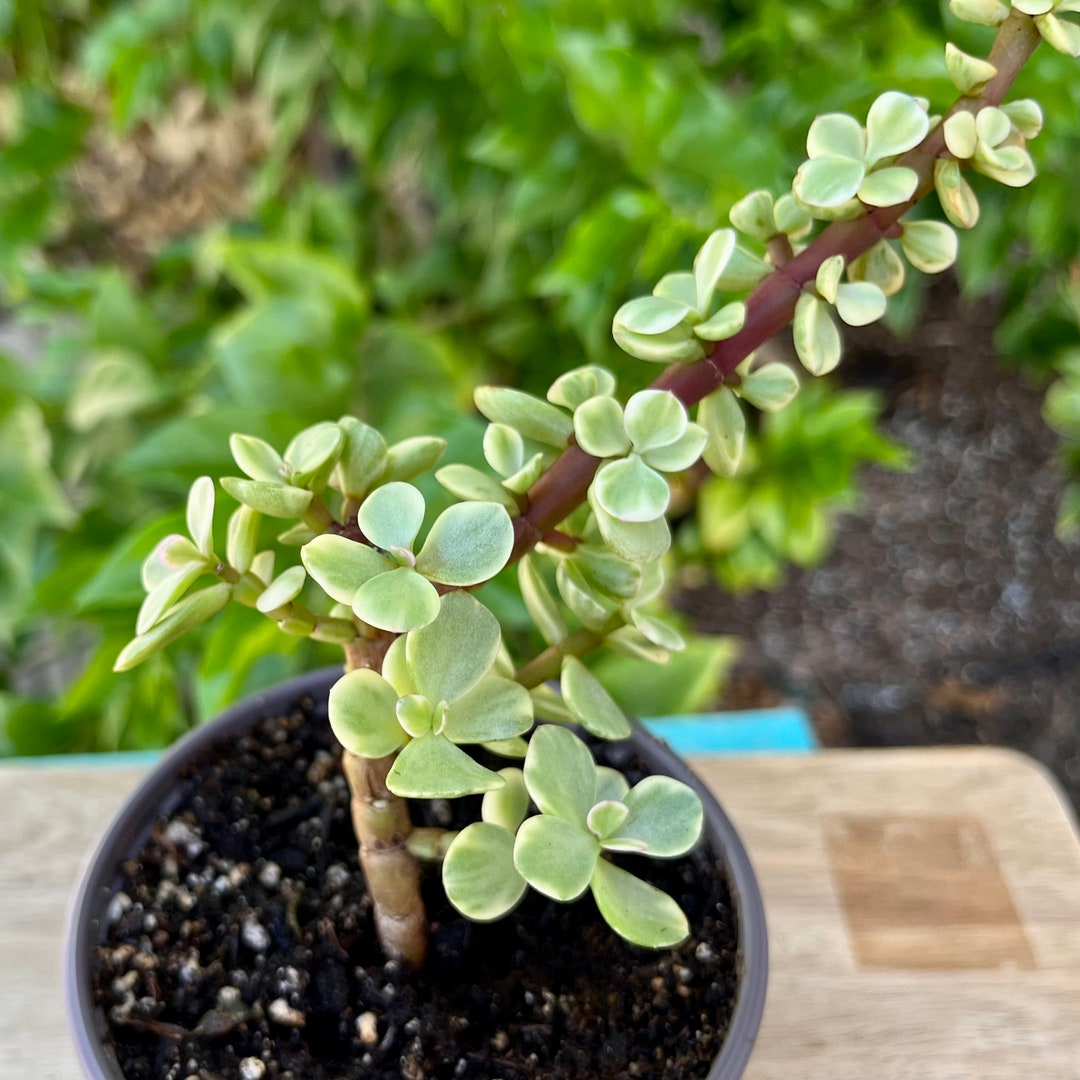 Rainbow Elephant Bush Variegata 1 Live Rare Succulent Plant - Etsy