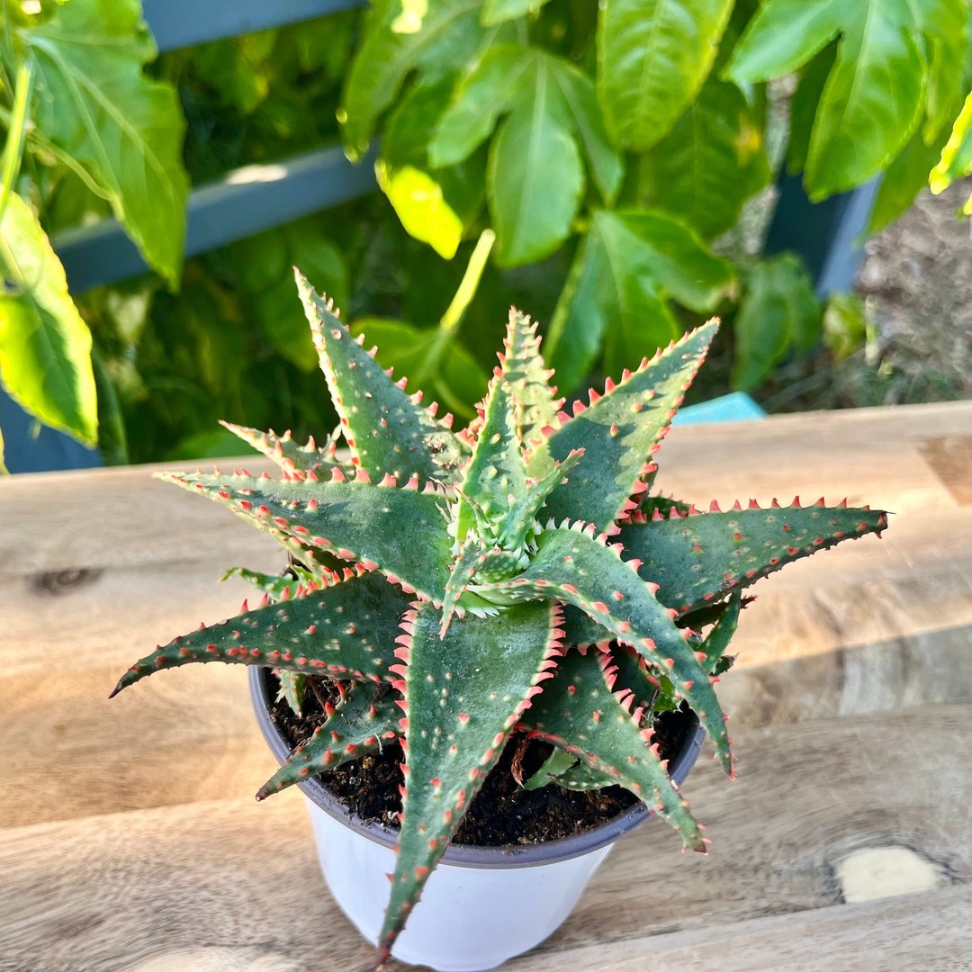 Aloe Christmas Sleigh Rare Rooted Aloe in 4 Pot - Etsy