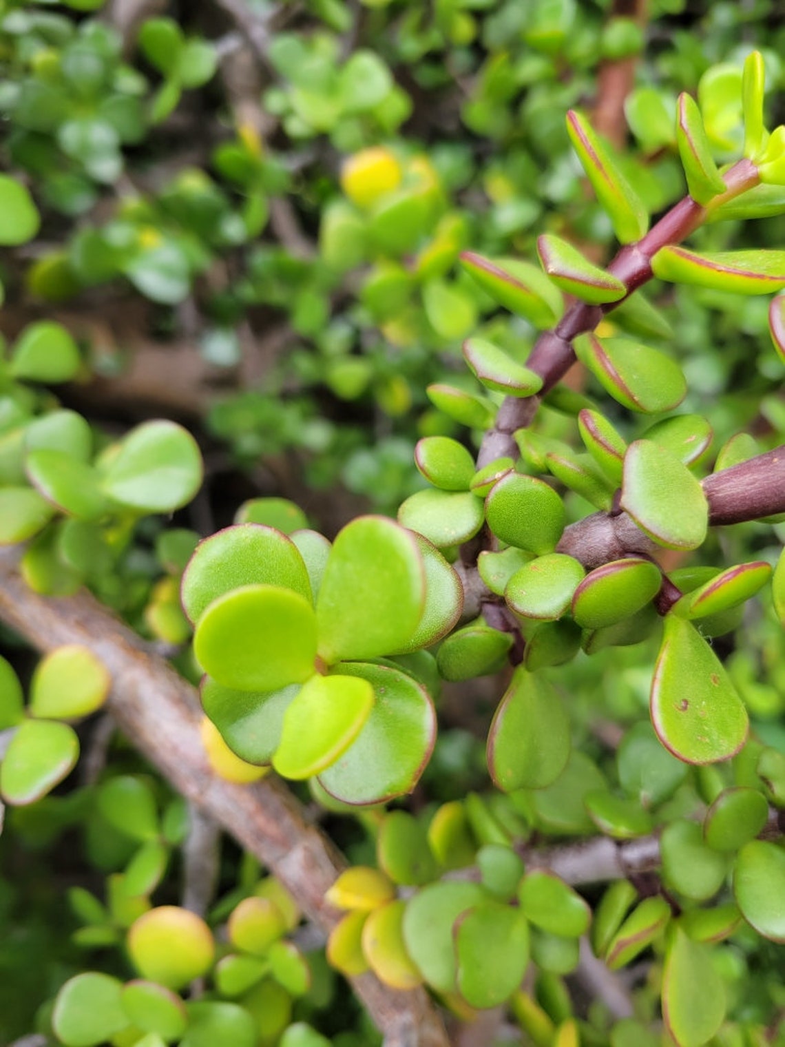 Elephant Bush Succulent - Portulacaria Afra - Healthy, Easy-to-grow ...