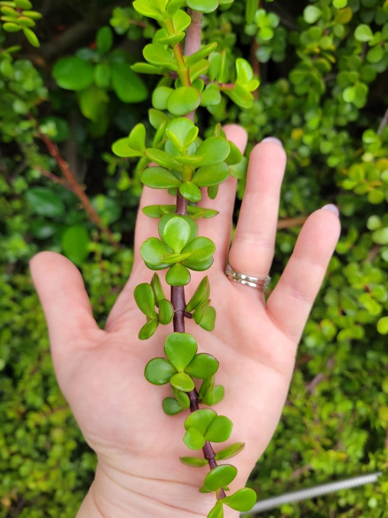 Elephant Bush Succulent - Portulacaria Afra - Healthy, Easy-to-grow ...