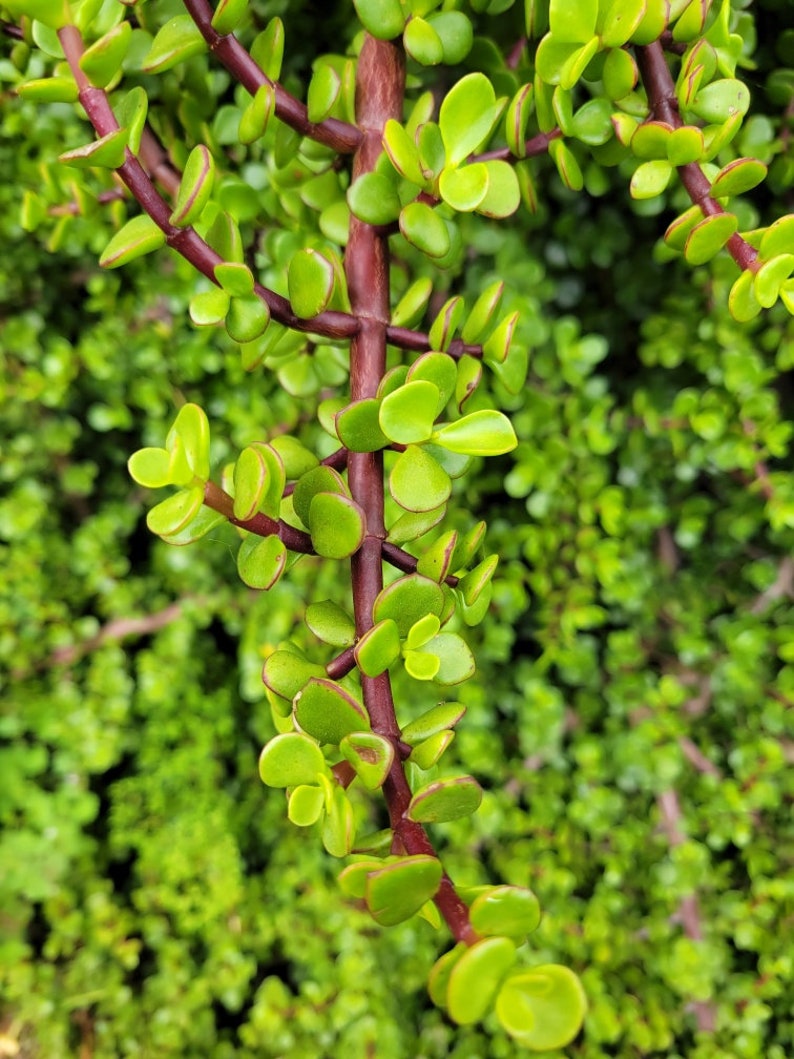 Elephant Bush Succulent - Portulacaria Afra - Healthy, Easy-to-grow ...