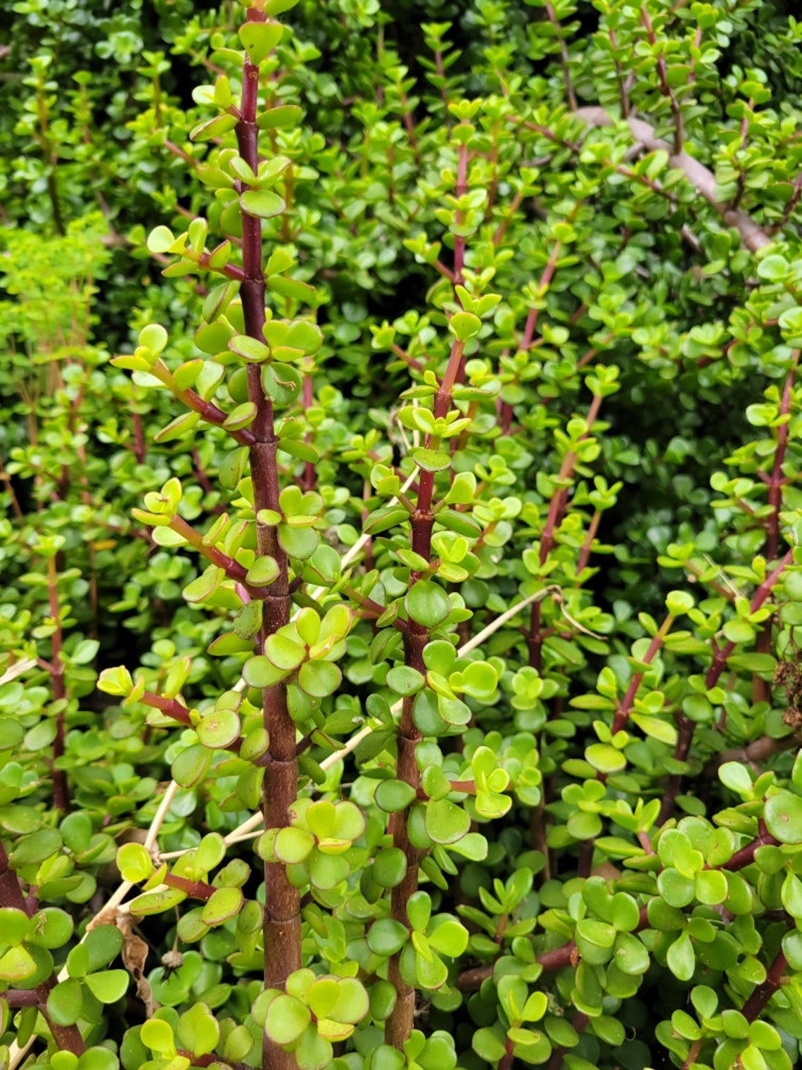 Elephant Bush Succulent - Portulacaria Afra - Healthy, Easy-to-grow ...