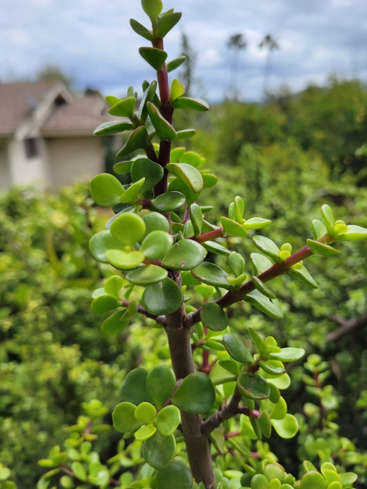 Elephant Bush Succulent - Portulacaria Afra - Healthy, Easy-to-grow ...