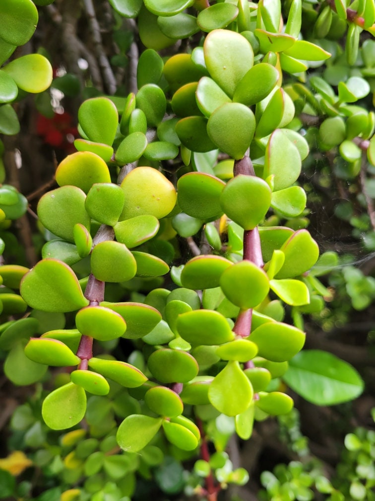 Elephant Bush Succulent - Portulacaria Afra - Healthy, Easy-to-grow ...