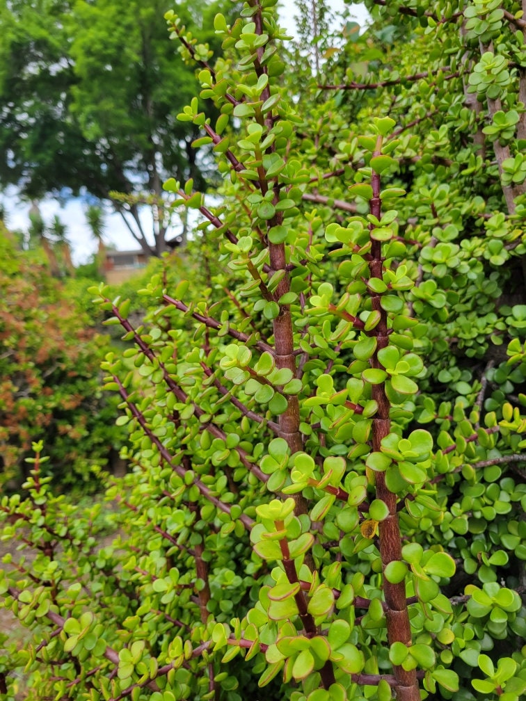 Elephant Bush Succulent - Portulacaria Afra - Healthy, Easy-to-grow ...