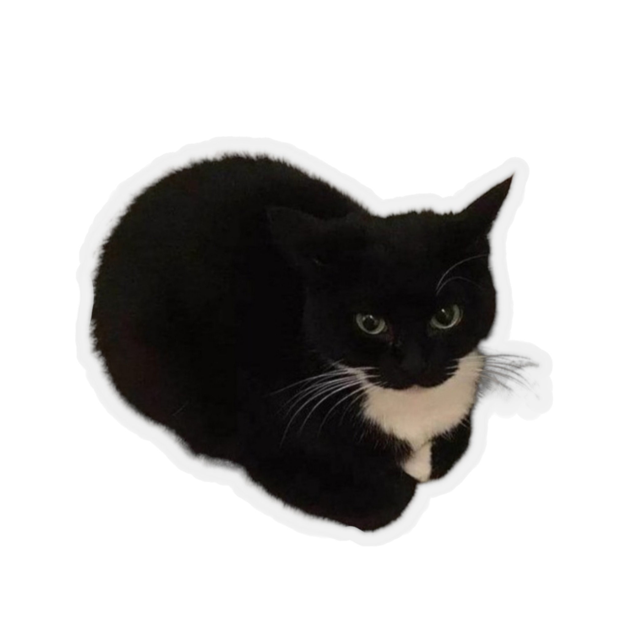 Maxwell the Cat Kiss-cut Stickers - Etsy