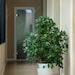 Dwarf Umbrella Tree Plant Seeds - Schefflera Arboricola - Rare and ...