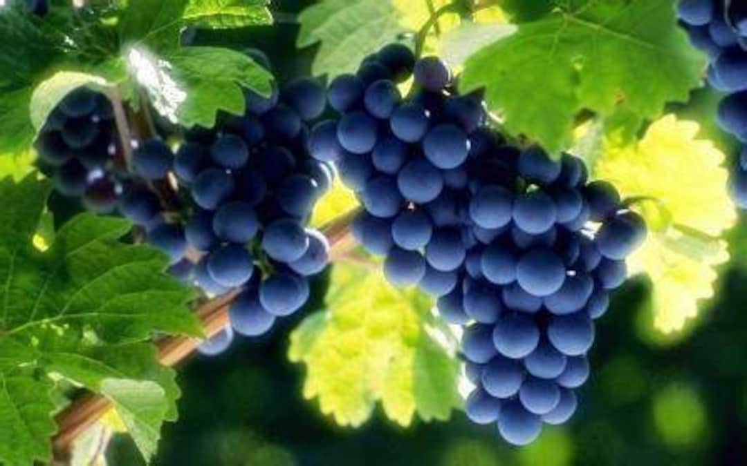 Hardy Amur Grape Vine - 10 Seeds - (vitis Amurensis) Hardy Grapes ...