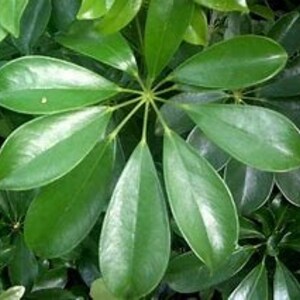 Dwarf Umbrella Tree Plant Seeds - Schefflera Arboricola - Rare and ...