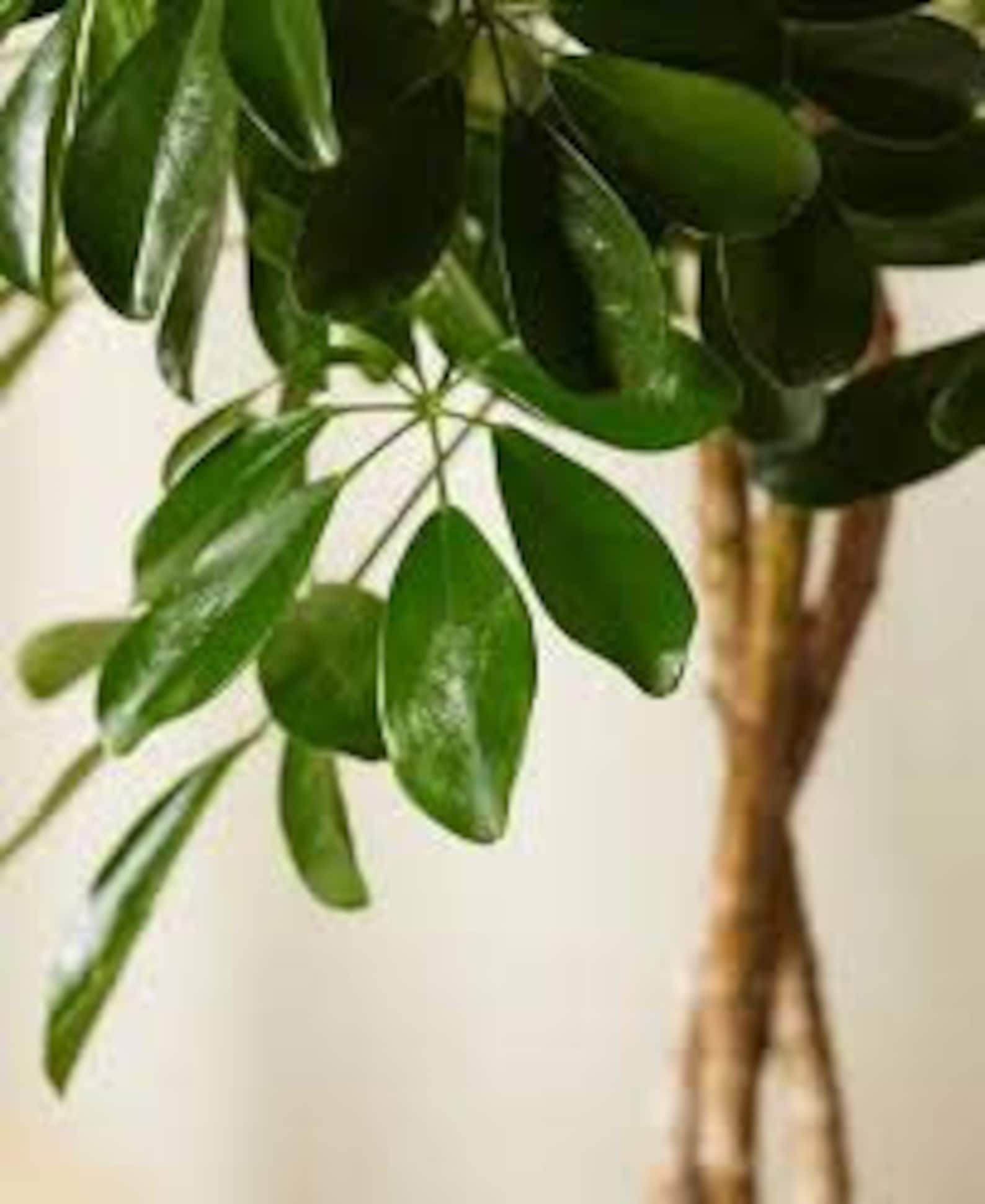 Dwarf Umbrella Tree Plant Seeds - Schefflera Arboricola - Rare and ...