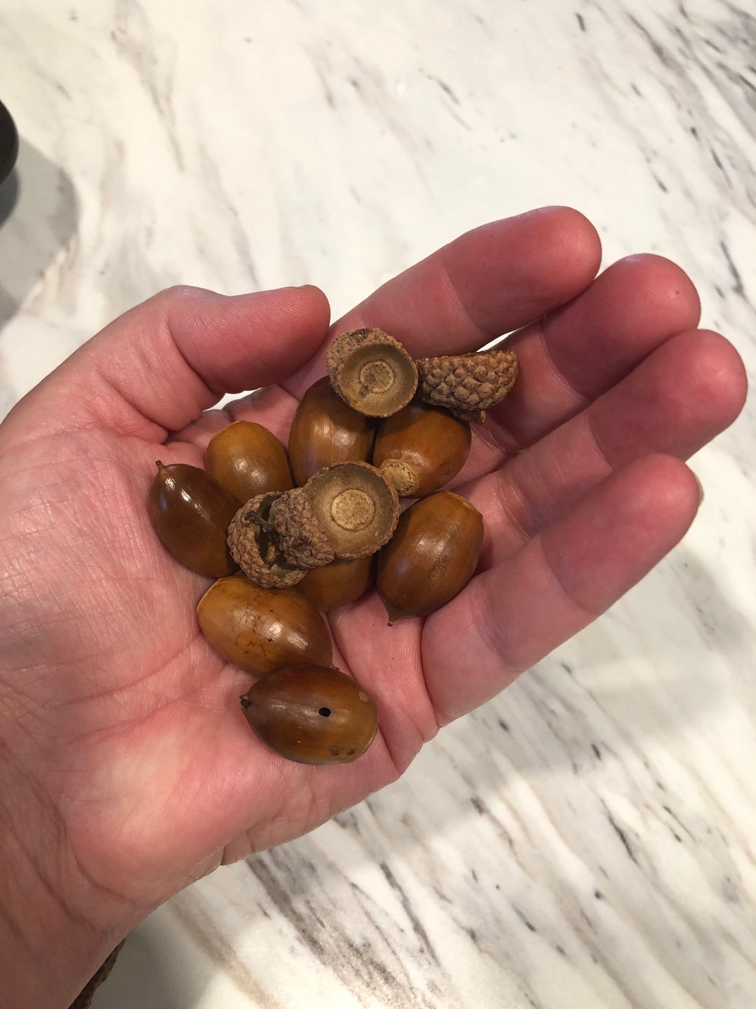 25 Dried Acorns and 25 Acorn Caps, Acorn Hats, Autumn Decor, Natural ...