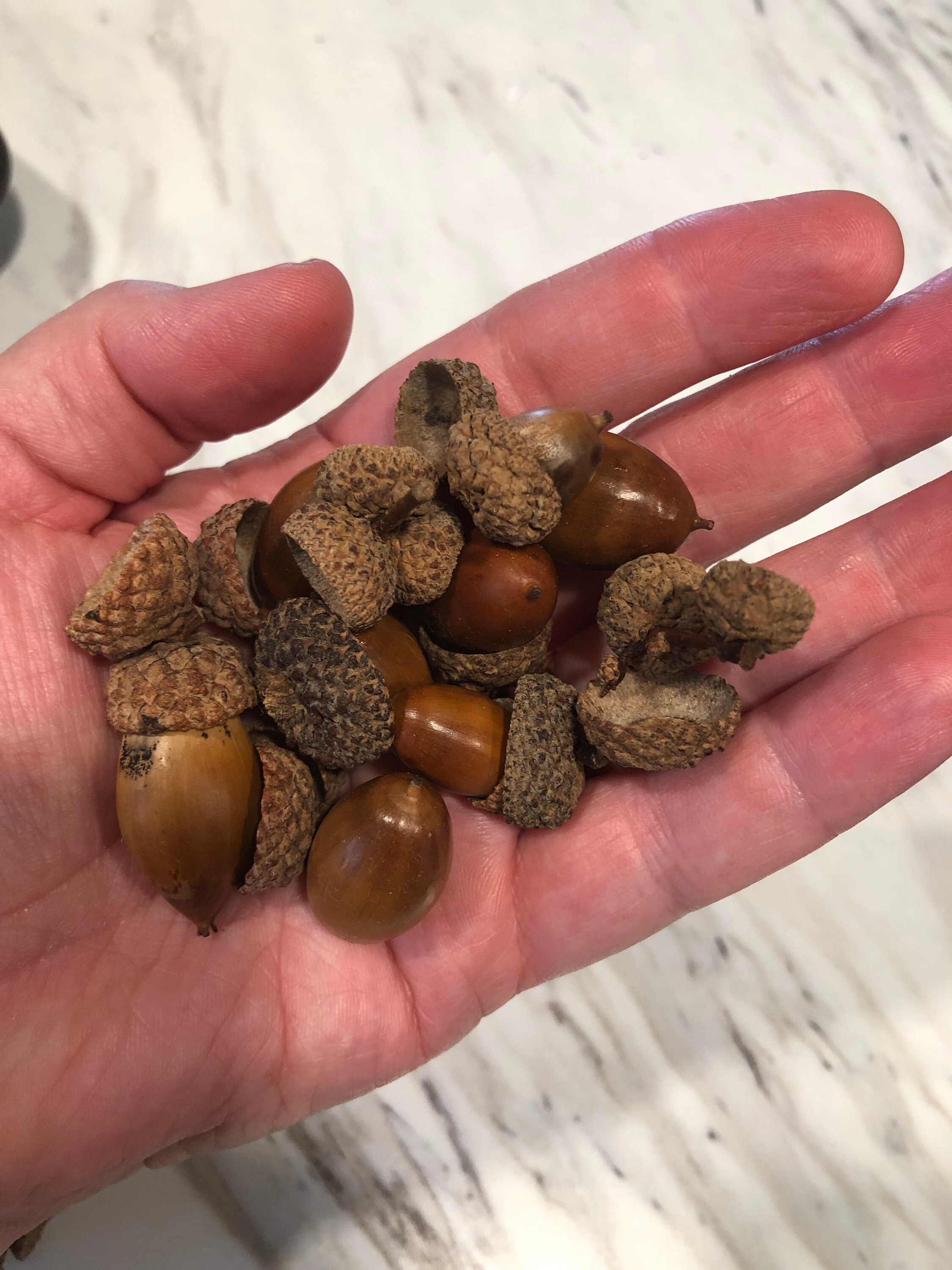 25 Dried Acorns and 25 Acorn Caps, Acorn Hats, Autumn Decor, Natural ...