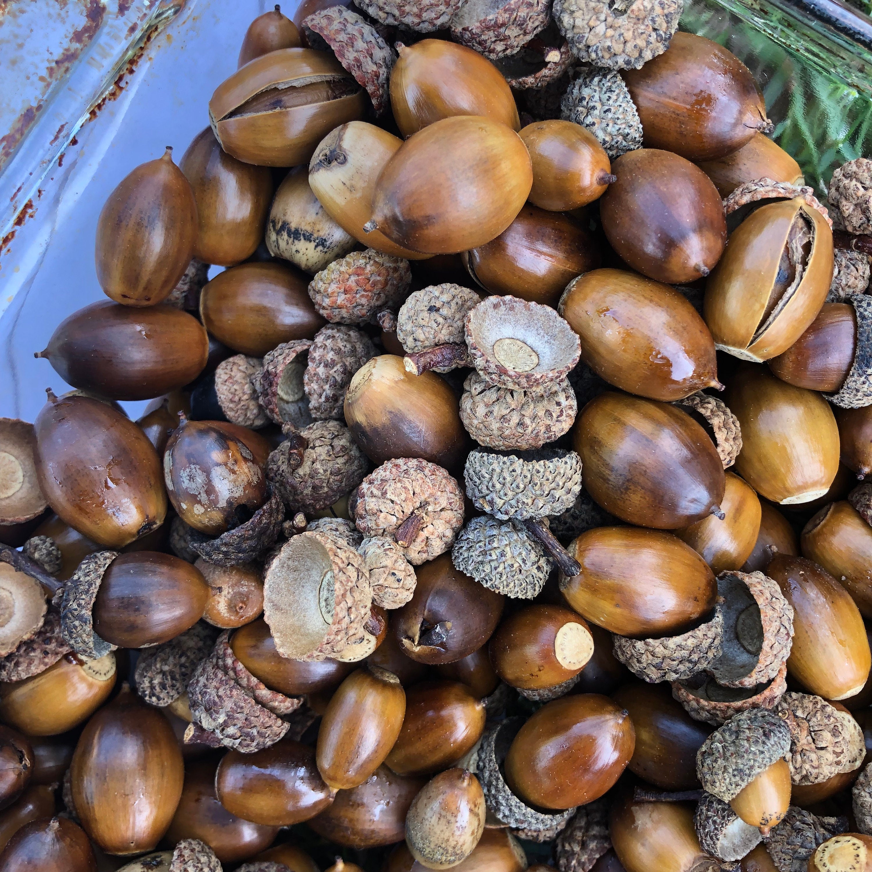 25 Dried Acorns and 25 Acorn Caps, Acorn Hats, Autumn Decor, Natural ...