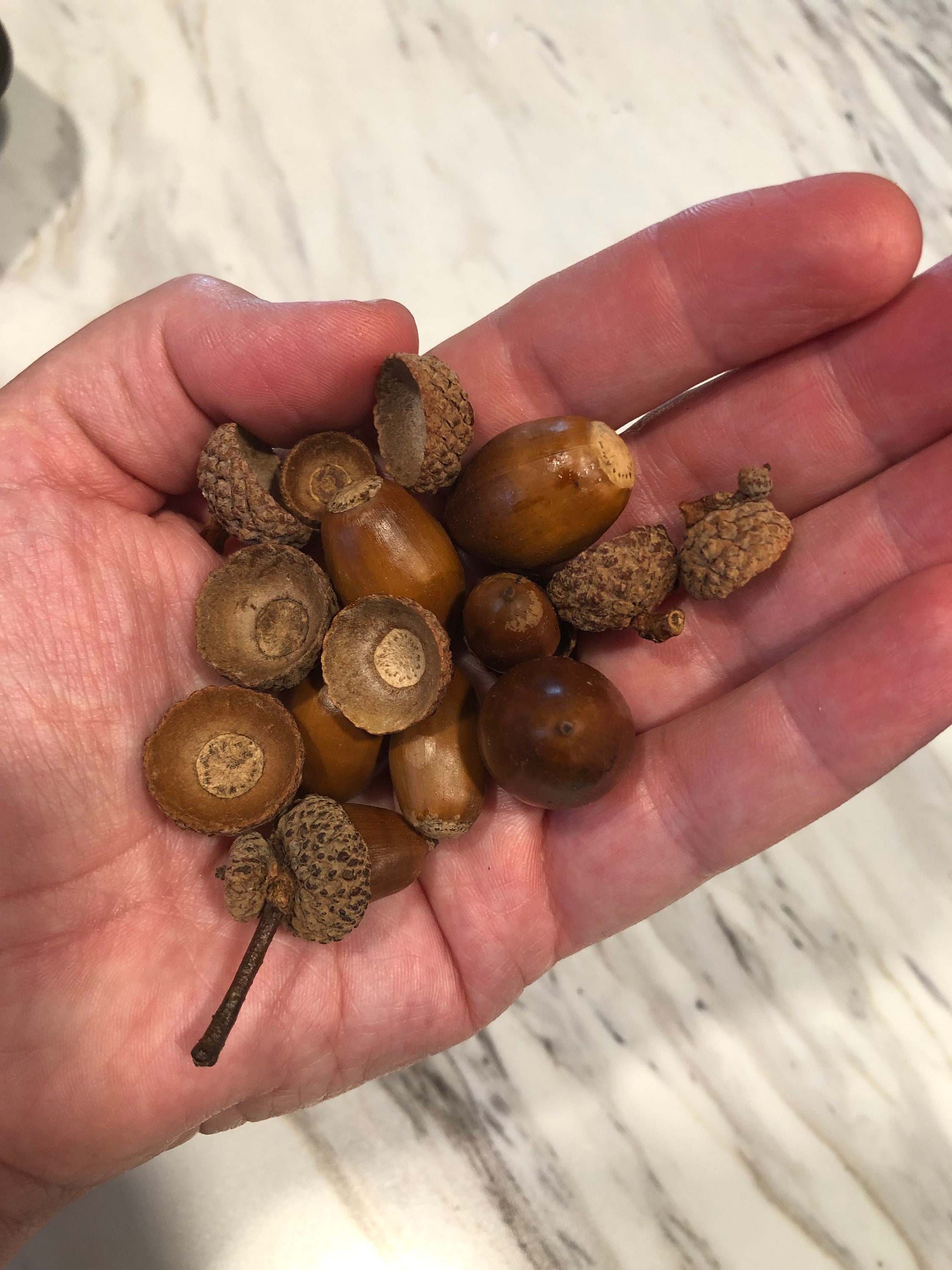 25 Dried Acorns and 25 Acorn Caps, Acorn Hats, Autumn Decor, Natural ...