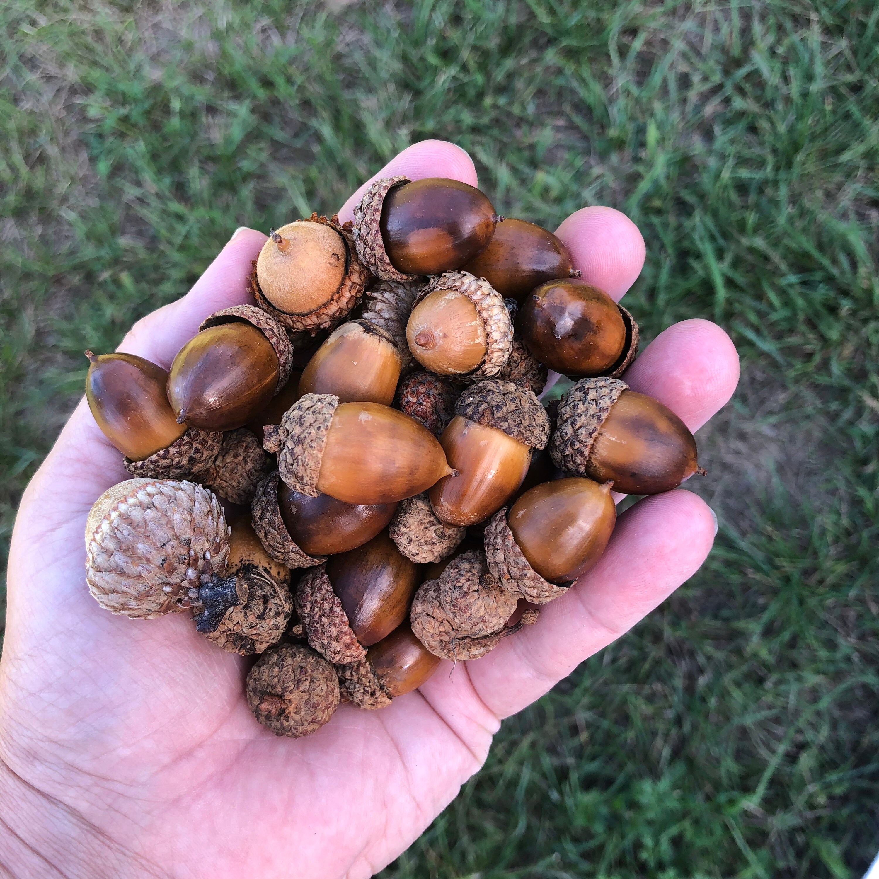 25 Dried Acorns and 25 Acorn Caps, Acorn Hats, Autumn Decor, Natural ...