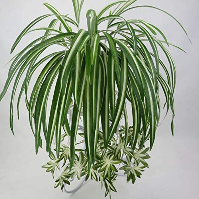 Spider Plant - Etsy