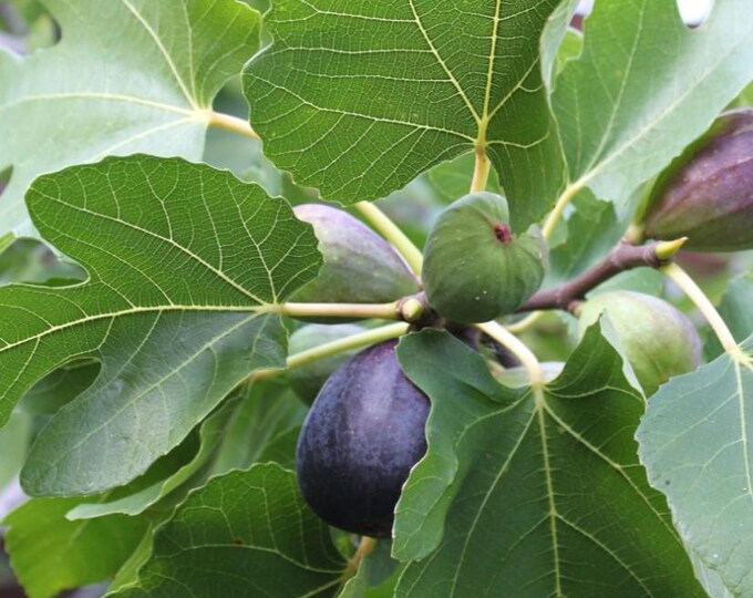 Dwarf Fig Tree - Etsy