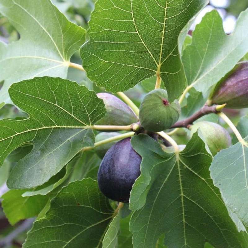 Dwarf Fruit Tree - Etsy