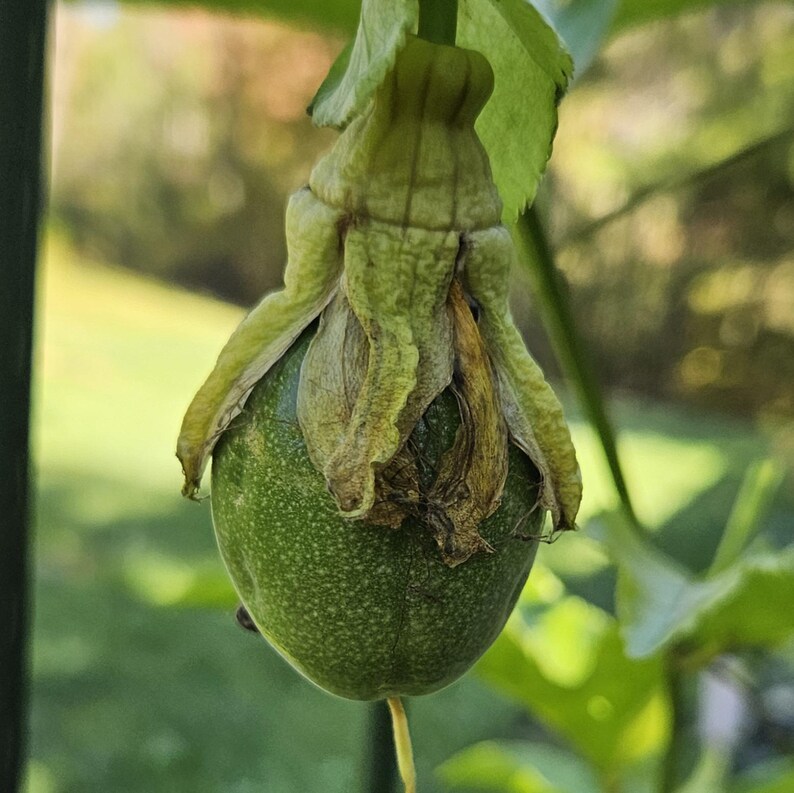 Purple Possum Passion Flower Starter Plant - Etsy