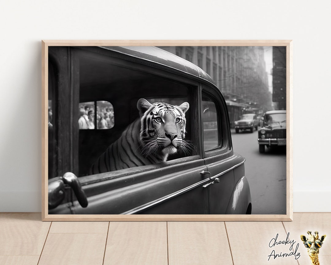 Tiger Riding in a Car in New York City, Tiger Comes to Town, Funny ...