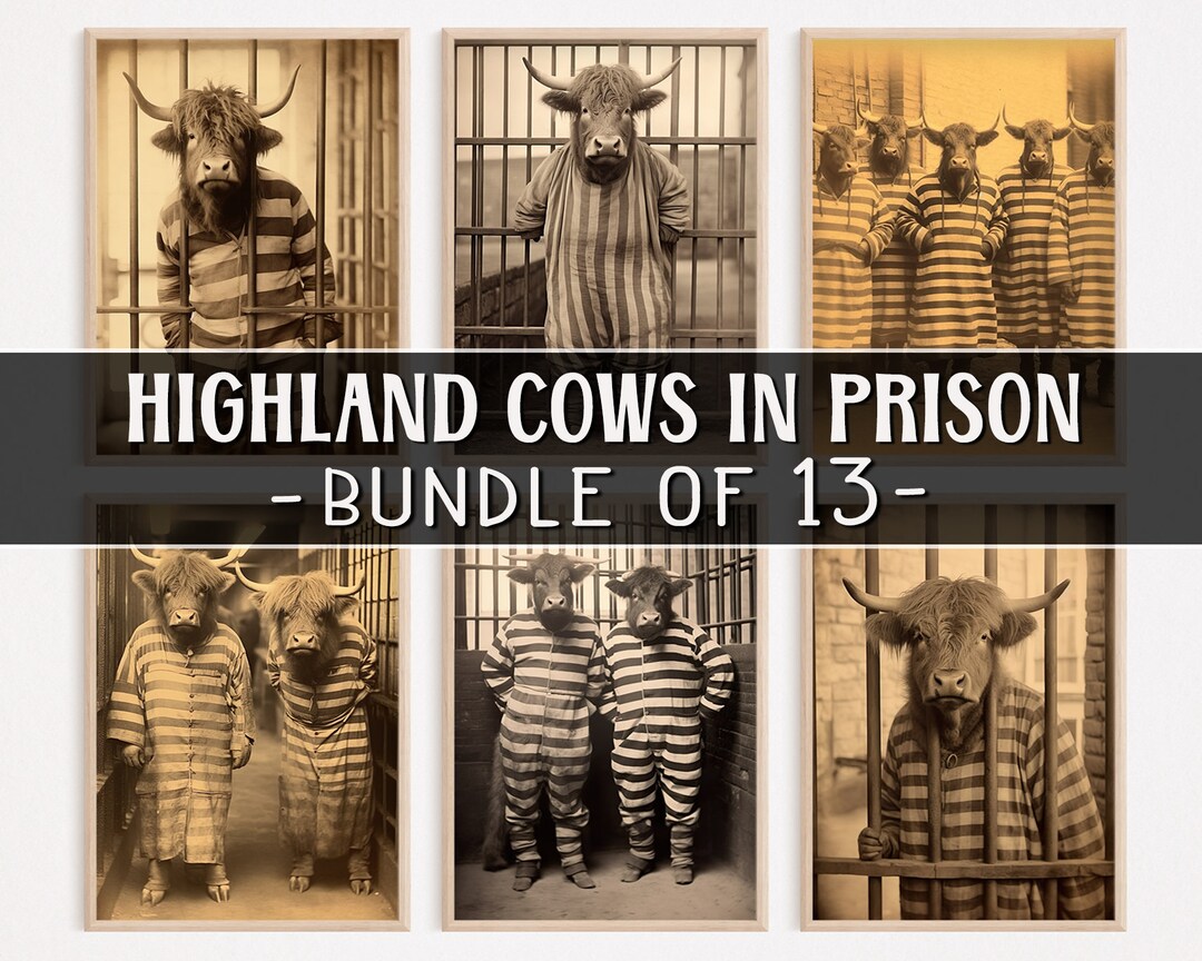 Highland Cows in Jail, Bundle of 13, Funny Vintage Animal Print ...