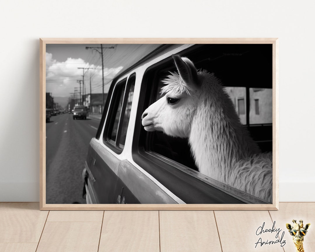 Llama Riding in a Car in New York City, Llama Comes to Town, Funny ...