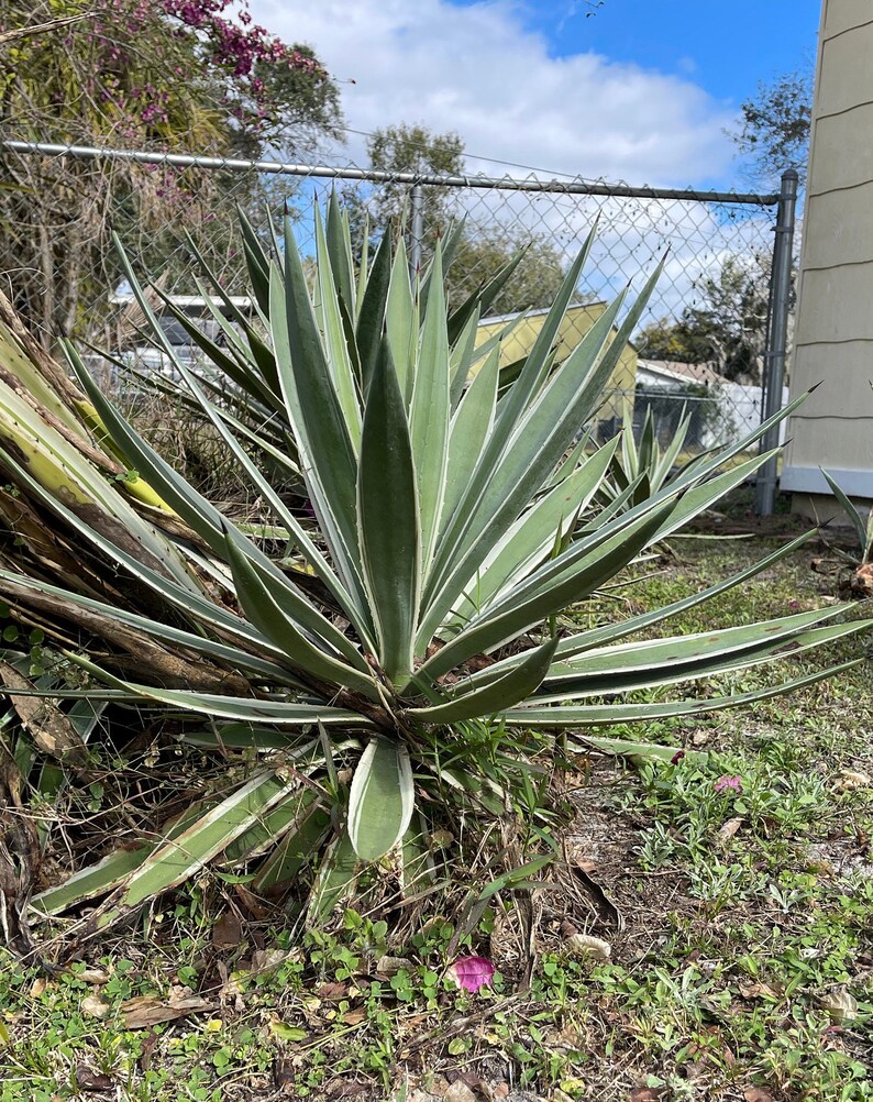 Variegated Agave Seeds - Etsy
