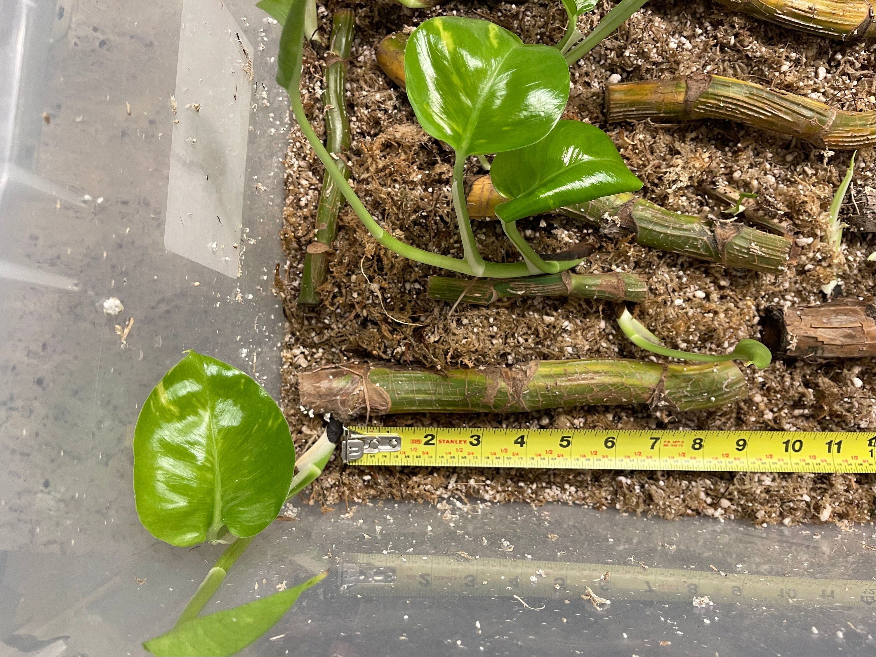 10 Variegated Hawaiian Giant Pothos Nodes Hawaiian Epipremnum Bulk Sale ...