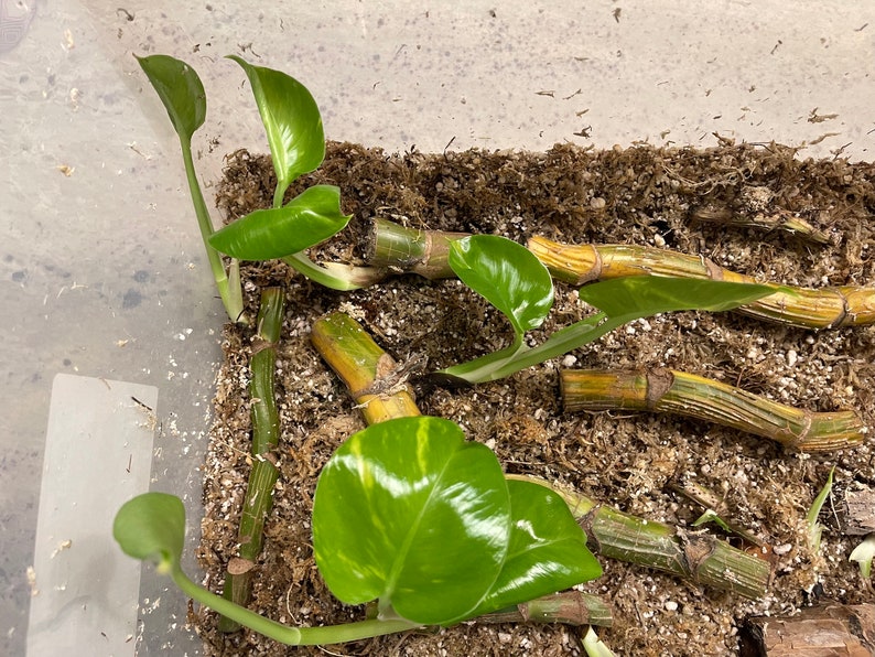 10+ Variegated Hawaiian Giant Pothos Nodes Hawaiian Epipremnum Bulk ...
