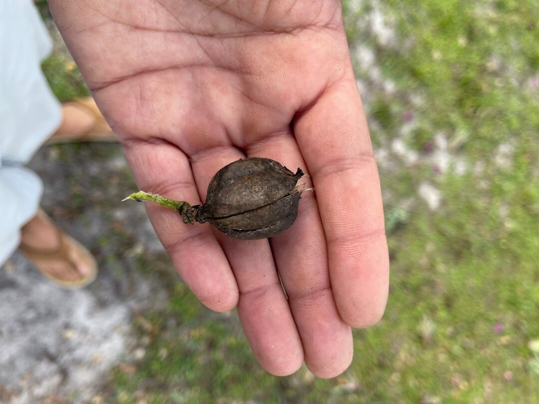 Variegated Agave Seeds - Etsy