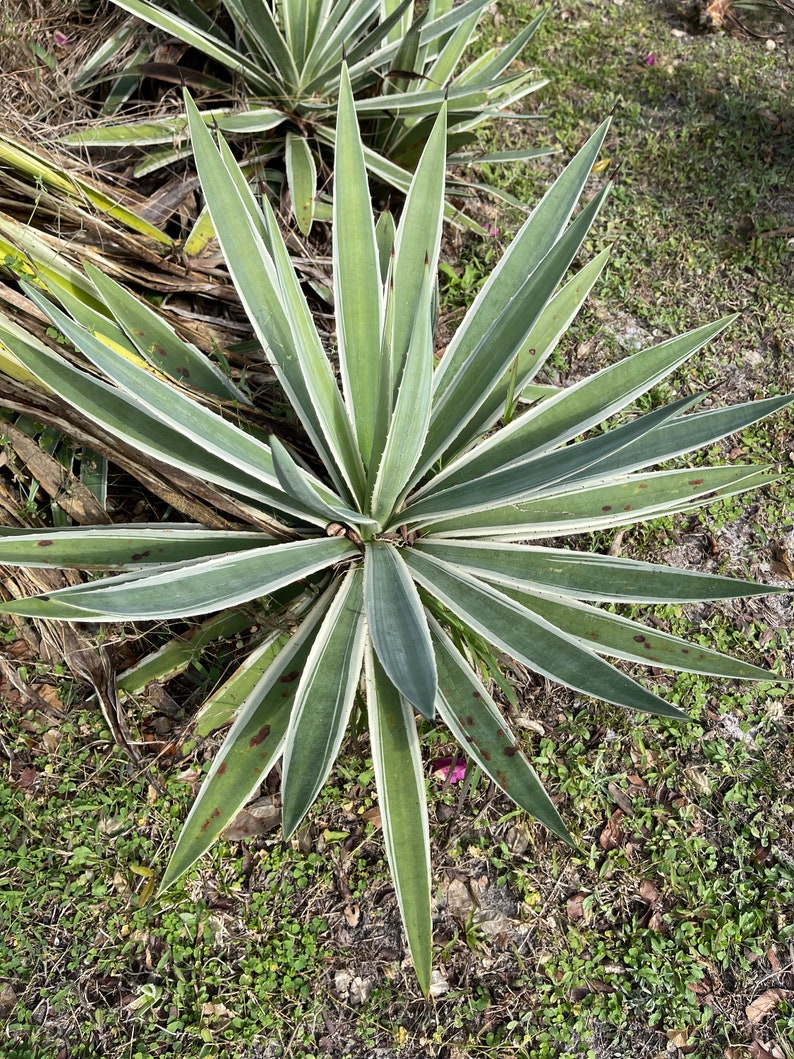 Variegated Agave Seeds - Etsy