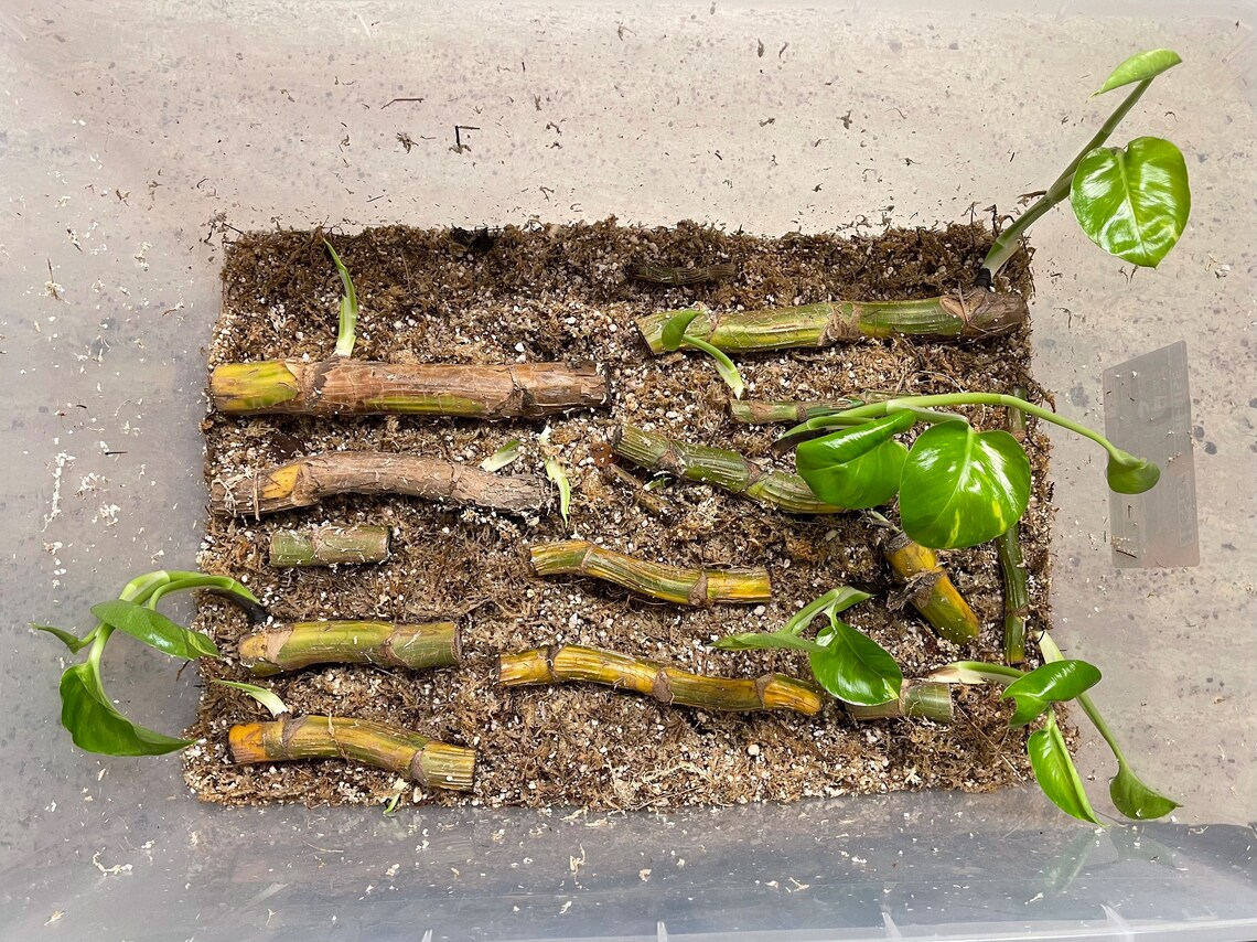 10+ Variegated Hawaiian Giant Pothos Nodes Hawaiian Epipremnum Bulk ...