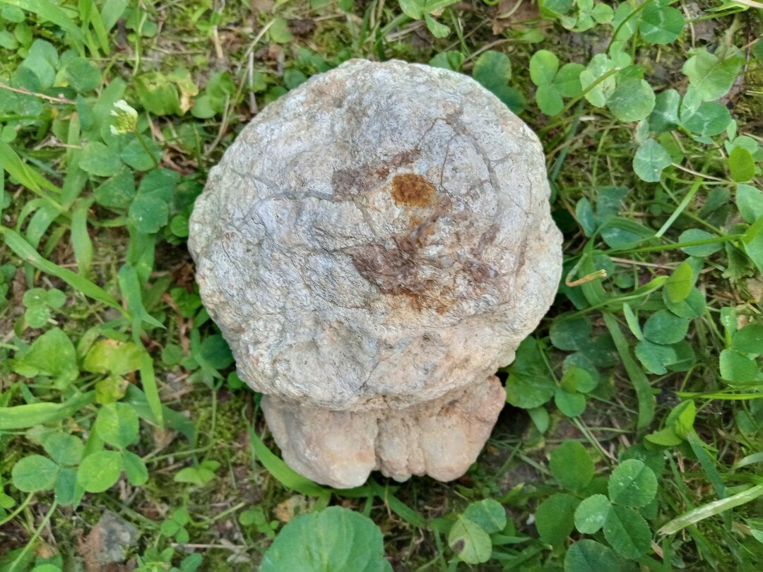 1-1/2 Lb Whole Natural Unopened Uncut Fossil Geode Central Kentucky ...