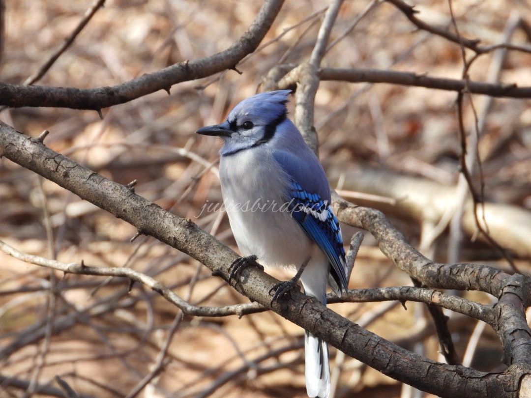 Blue Jay Photograph, Digital Download, Nature Wildlife Photography ...