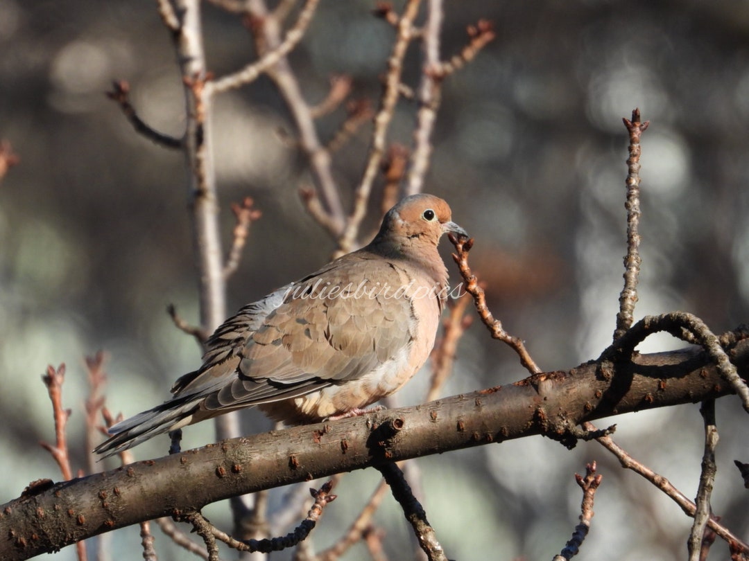 Mourning Dove Photograph, Digital Download, Nature Wildlife Photography ...