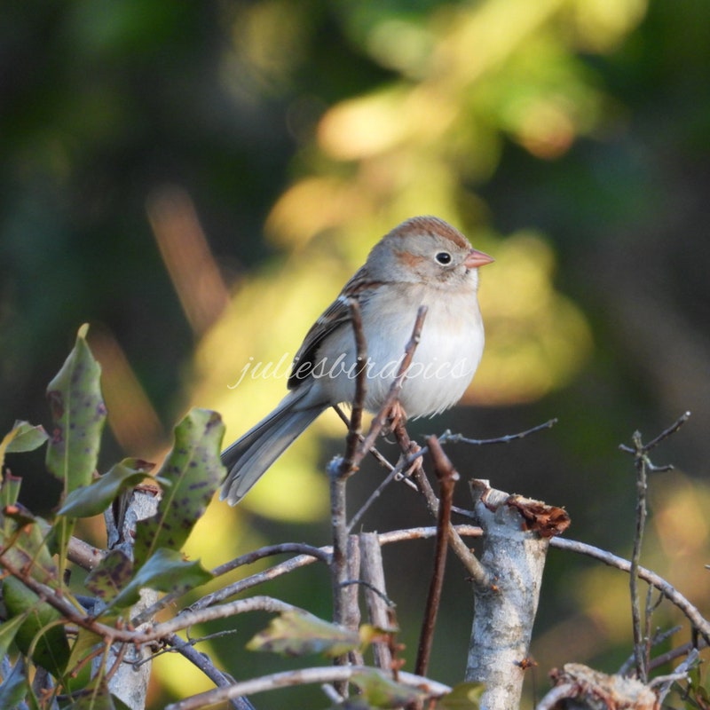 Sparrow Photography - Etsy