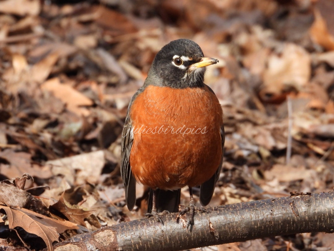 American Robin With Leaves Winter Photograph, Digital Download, Nature ...