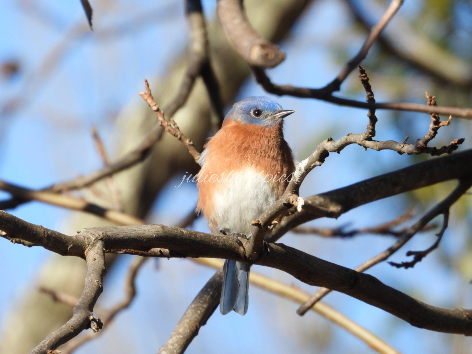Eastern Bluebird in Tree Photograph, Digital Download, Nature Wildlife ...