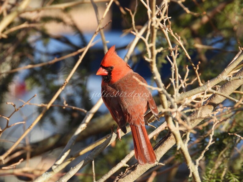 Northern Cardinal in Tree Photograph, Digital Download, Nature Wildlife ...