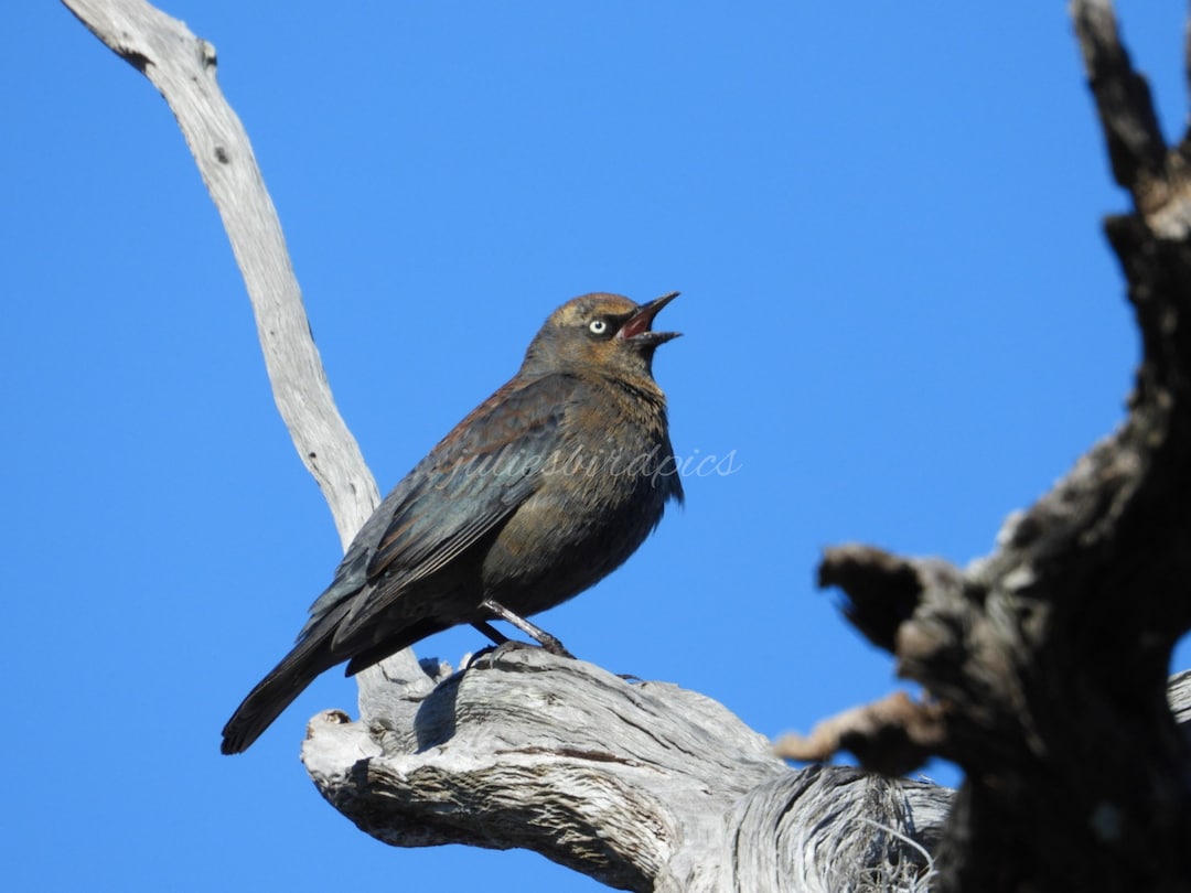 Rusty Blackbird in Tree Photograph, Digital Download, Nature Wildlife ...