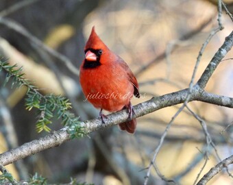 Nature Wall Art Photograph Northern Cardinal Female High Resolution ...