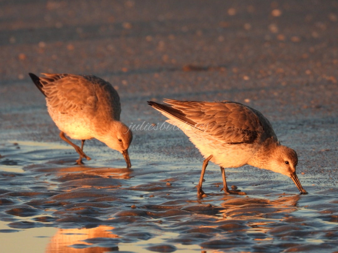 Red Knot Sandpipers on the Beach Photograph, Digital Download, Nature ...