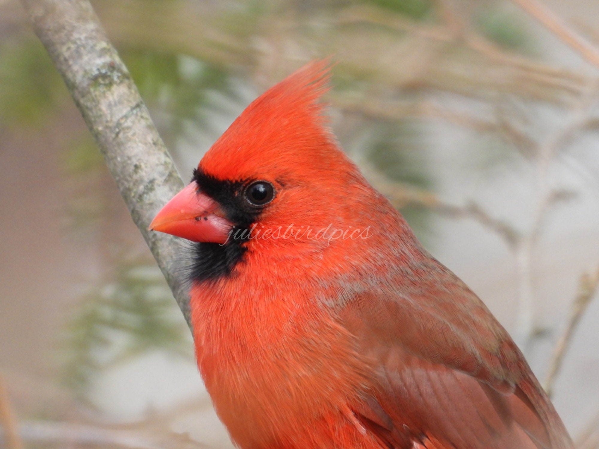 Northern Cardinal Portrait Photograph, Digital Download, Nature ...
