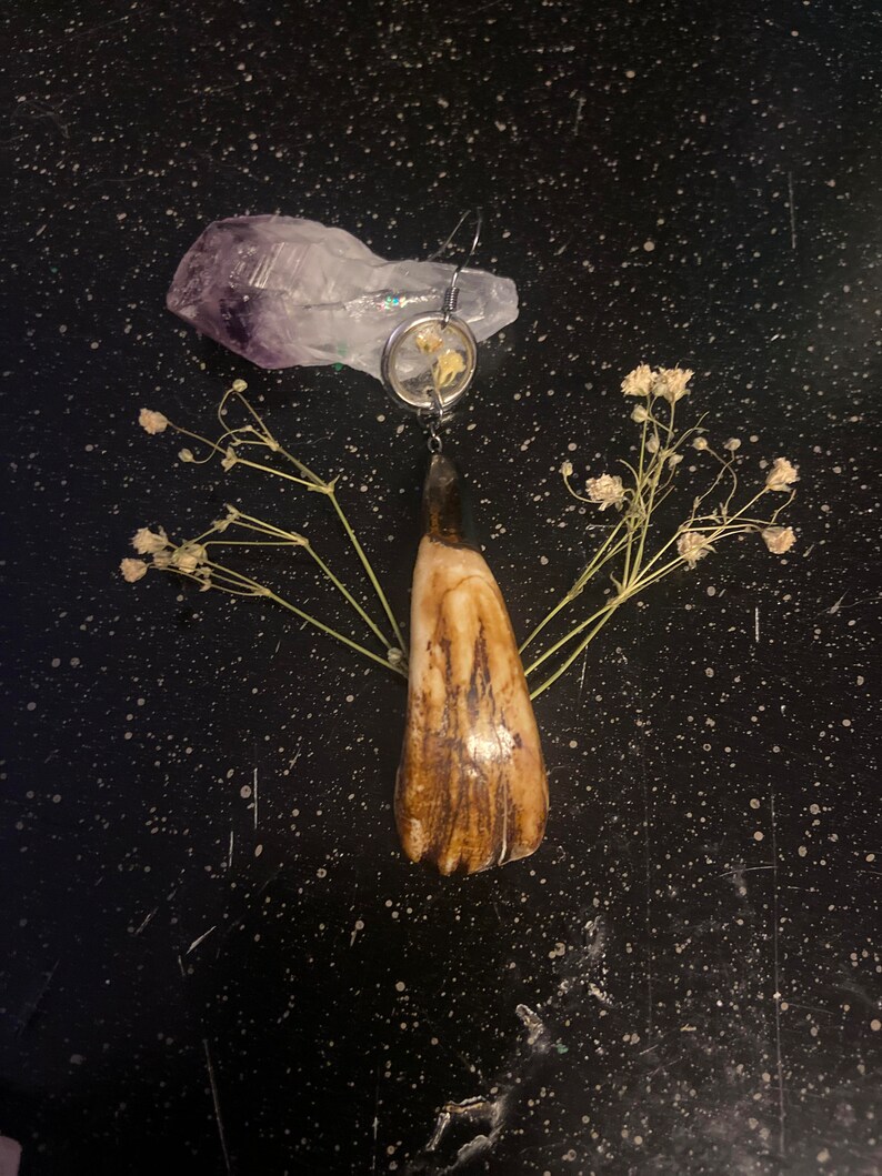 Real Buffalo Teeth Taxidermy With Real Dried Flowers in Resin Earrings ...