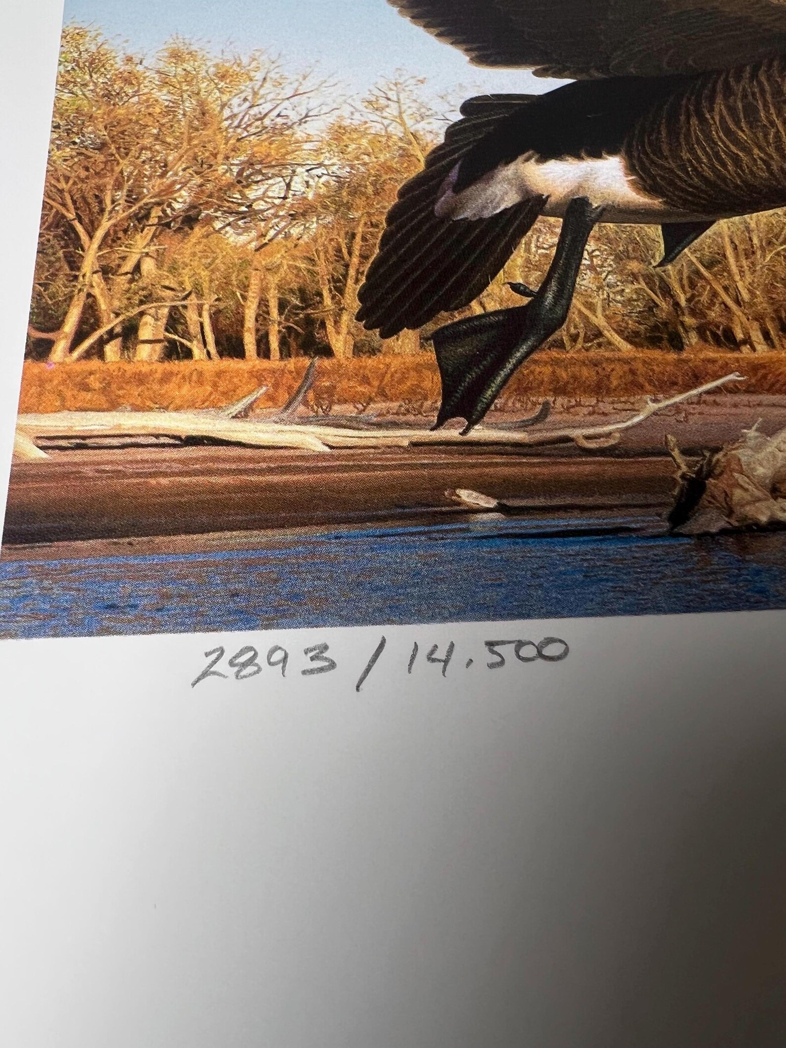 1990 Colorado Duck Stamp Print Set – Robert Steiner Signed, LE #2893/ ...